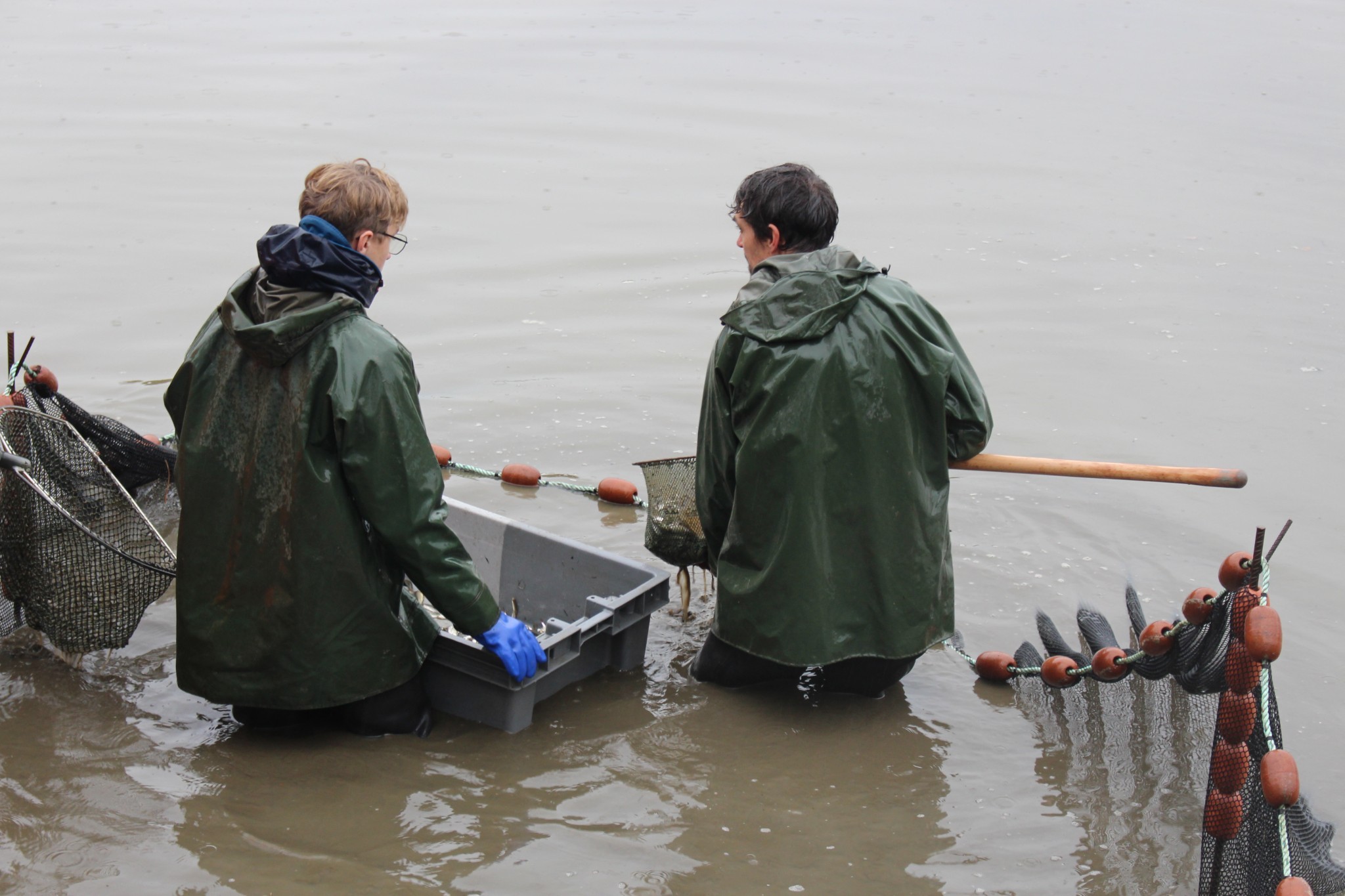 Pisciculture d'étang : découvrez-la en images - Paysans de la Loire ...