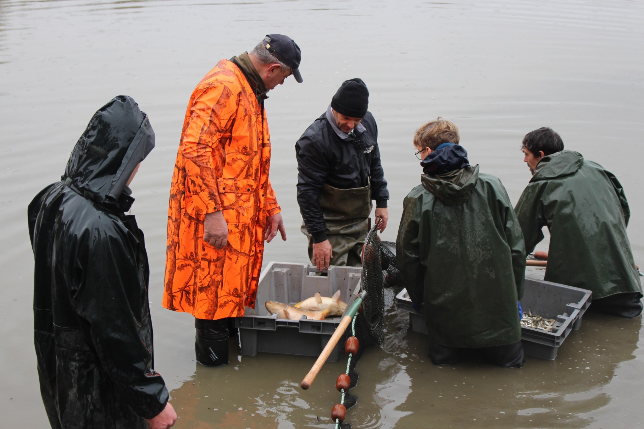 Pisciculture d'étang : découvrez-la en images - Paysans de la Loire ...