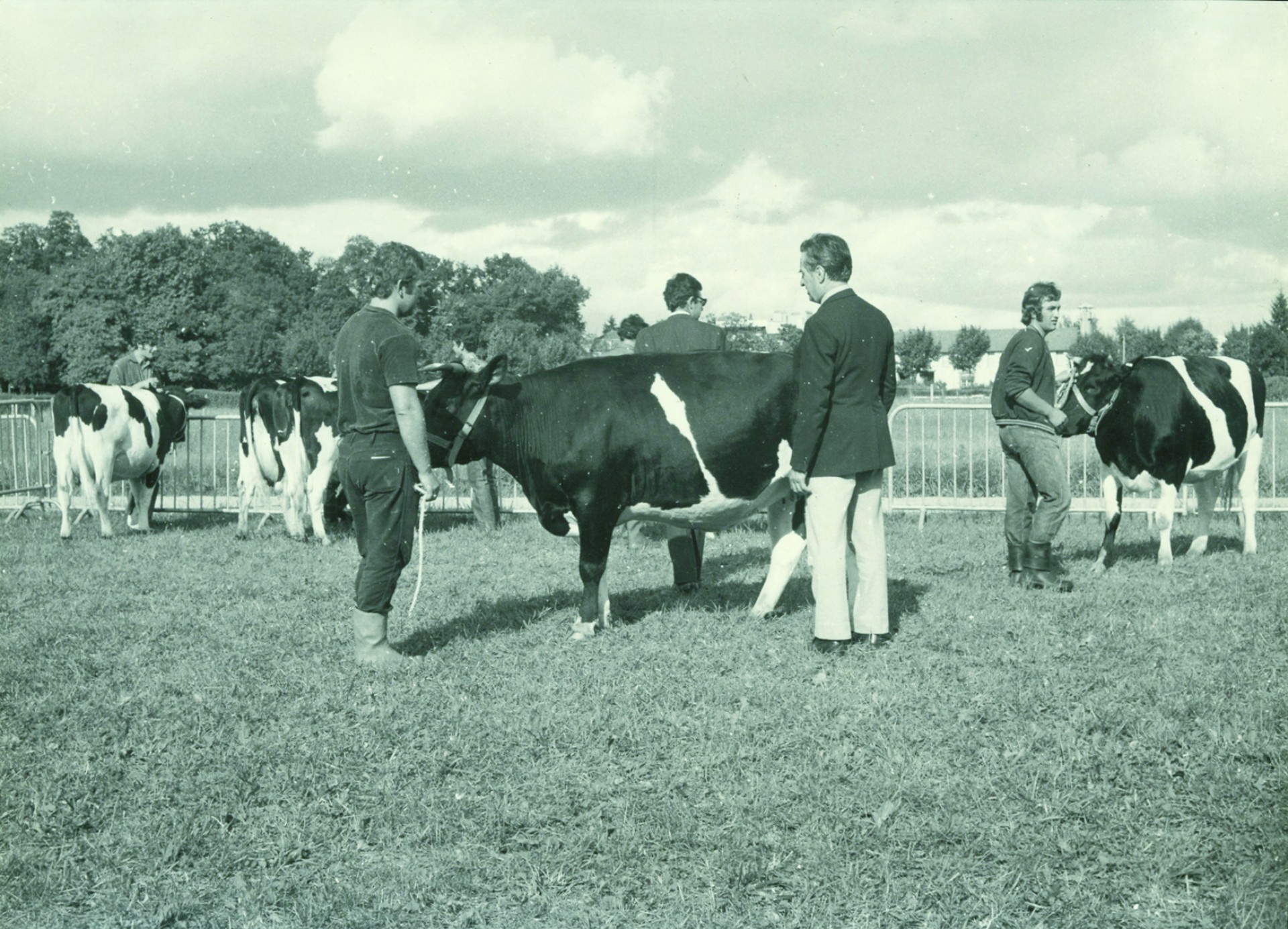 La Prim’holstein à travers le temps Articles | Paysans de la Loire